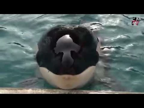 Videos of Freya | Killer Whale Wiki | Fandom
