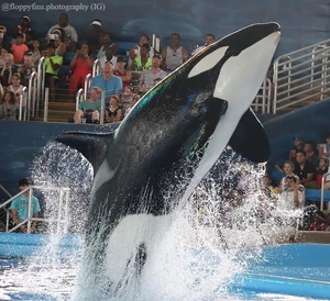 Photos of Takara | Killer Whale Wiki | Fandom