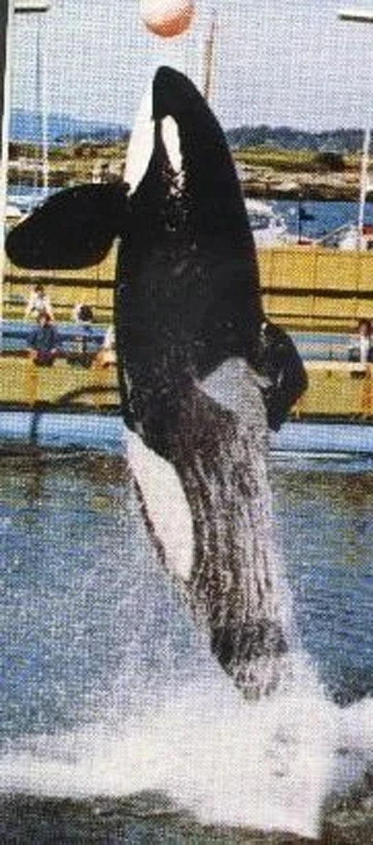 Photos of Haida | Killer Whale Wiki | Fandom