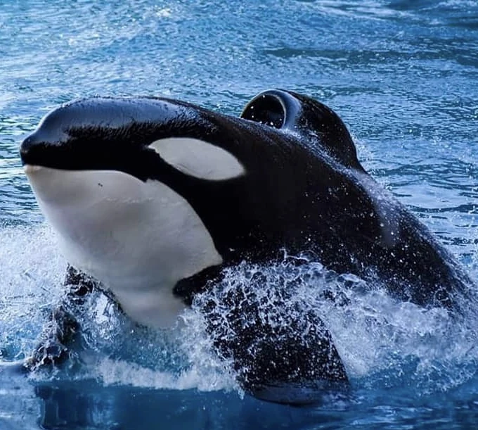Inouk | Killer Whale Wiki | Fandom