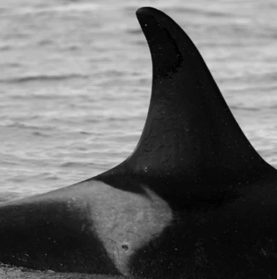 Photos of J17 Princess Angeline | Killer Whale Wiki | Fandom
