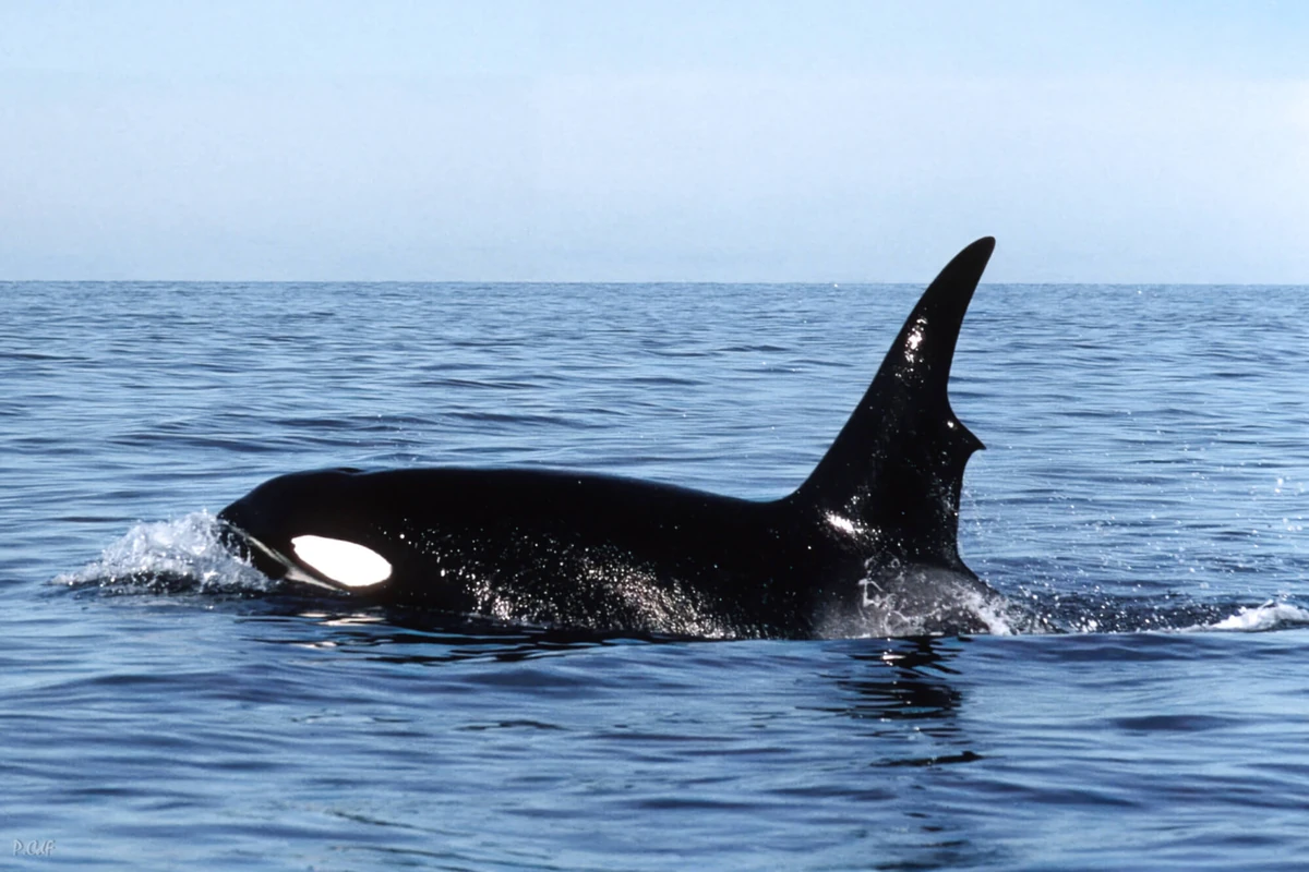 Jack Knife | Killer Whale Wiki | Fandom