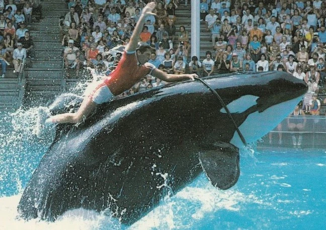 Kanduke | Killer Whale Wiki | Fandom