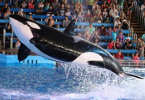 Photos of Takara | Killer Whale Wiki | Fandom