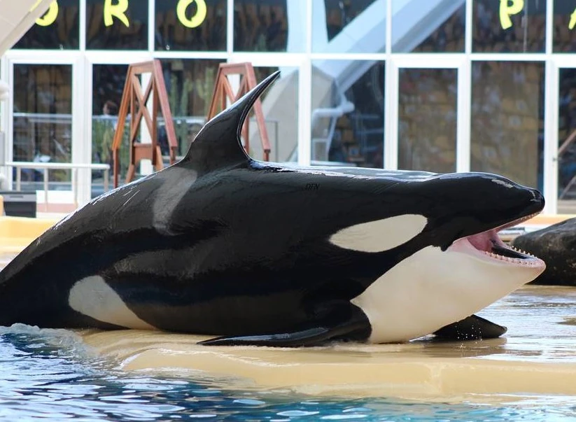 Tekoa | Killer Whale Wiki | Fandom