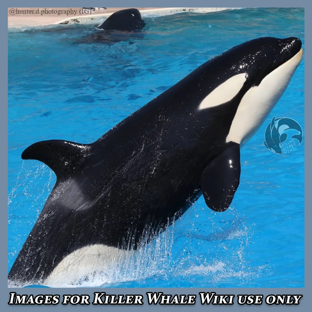 Category:Captive Killer Whales | Killer Whale Wiki | Fandom