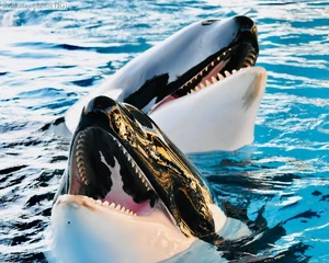 Photos of Takara | Killer Whale Wiki | Fandom