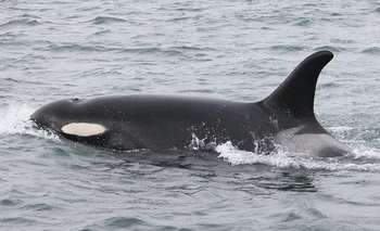 J19 Shachi | Killer Whale Wiki | Fandom