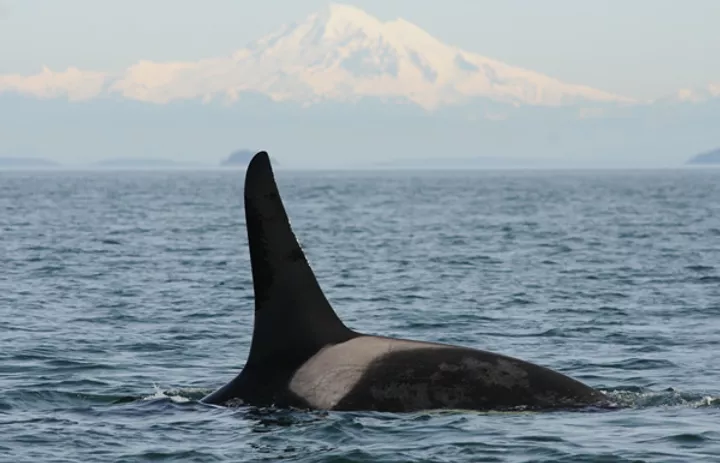 J34 Doublestuf | Killer Whale Wiki | Fandom