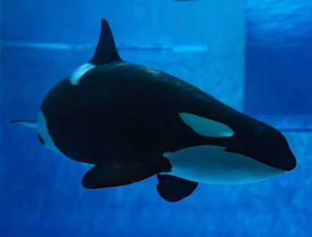 Naya | Killer Whale Wiki | Fandom