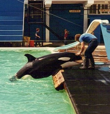 Neptune | Killer Whale Wiki | Fandom