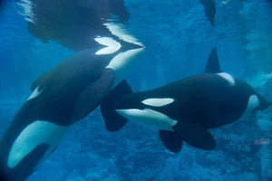 Photos of Tilikum | Killer Whale Wiki | Fandom