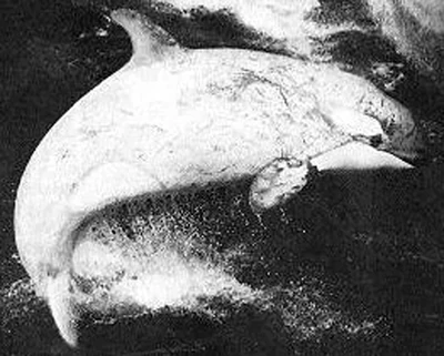 Photos of Chimo | Killer Whale Wiki | Fandom