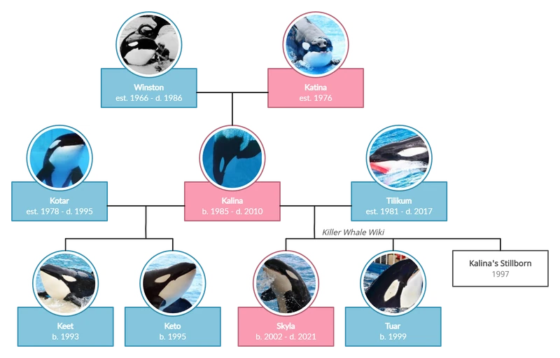 Kalina | Killer Whale Wiki | Fandom