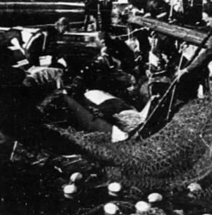 Photos of Chimo | Killer Whale Wiki | Fandom