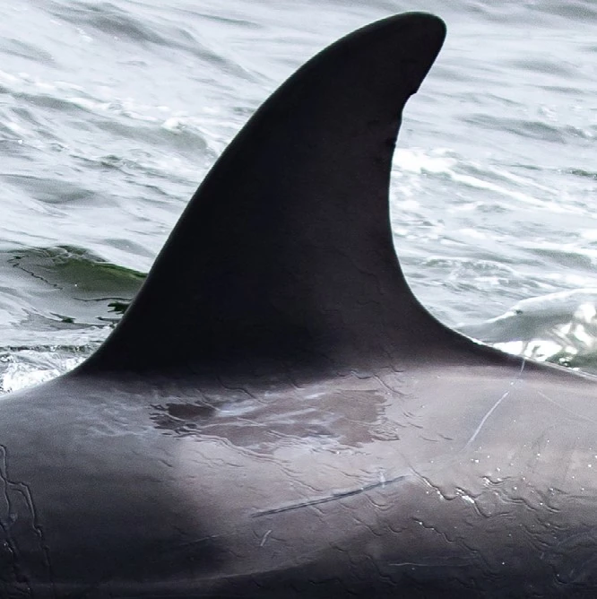 CA140B2 Bee | Killer Whale Wiki | Fandom