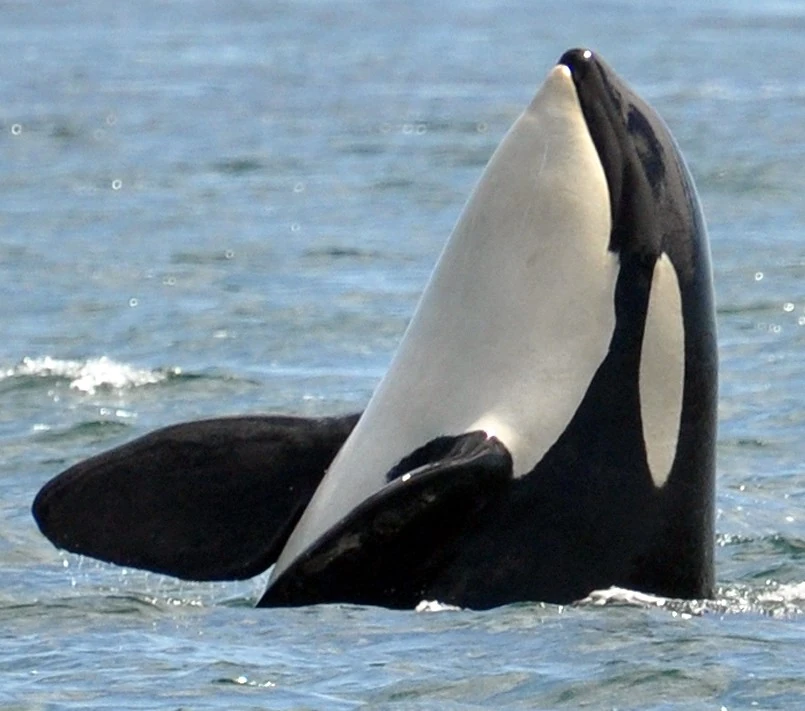 J17 Princess Angeline | Killer Whale Wiki | Fandom