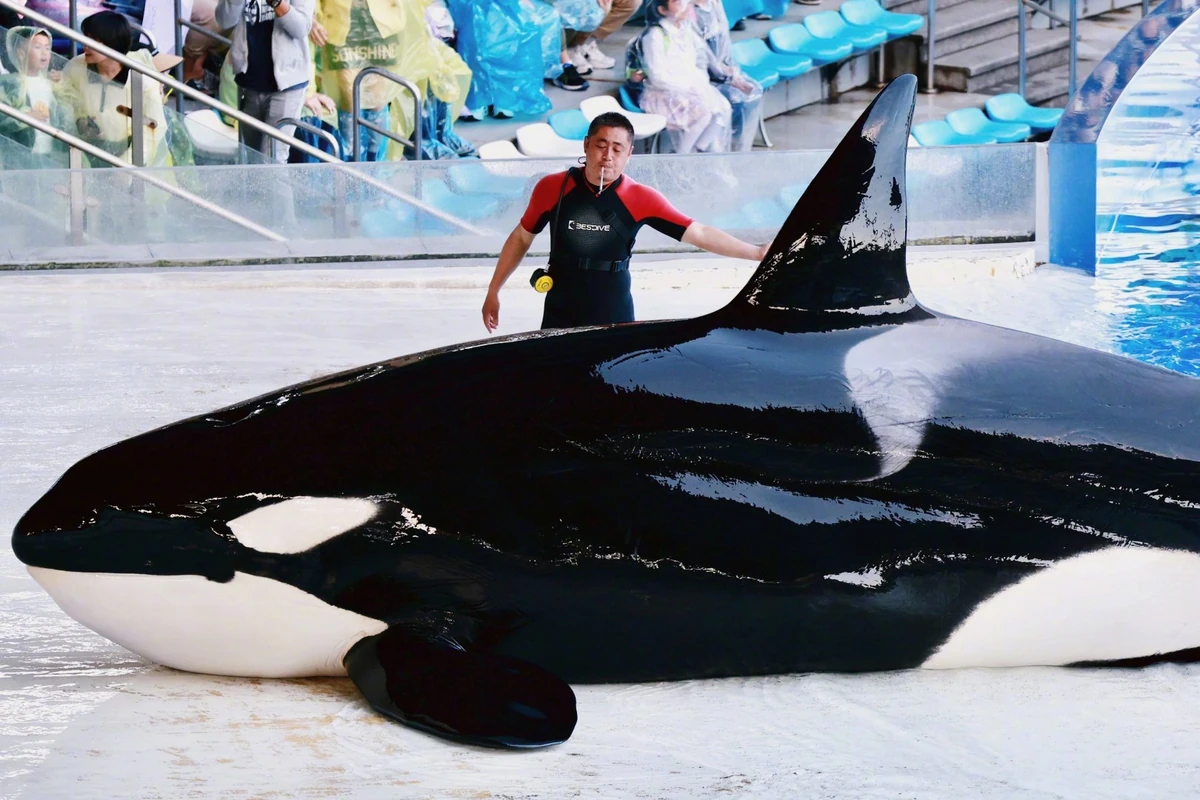 Sean | Killer Whale Wiki | Fandom