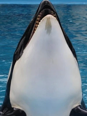 Photos of Takara | Killer Whale Wiki | Fandom