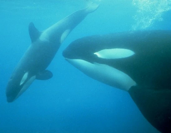 Corky II's Calf (1977) | Killer Whale Wiki | Fandom