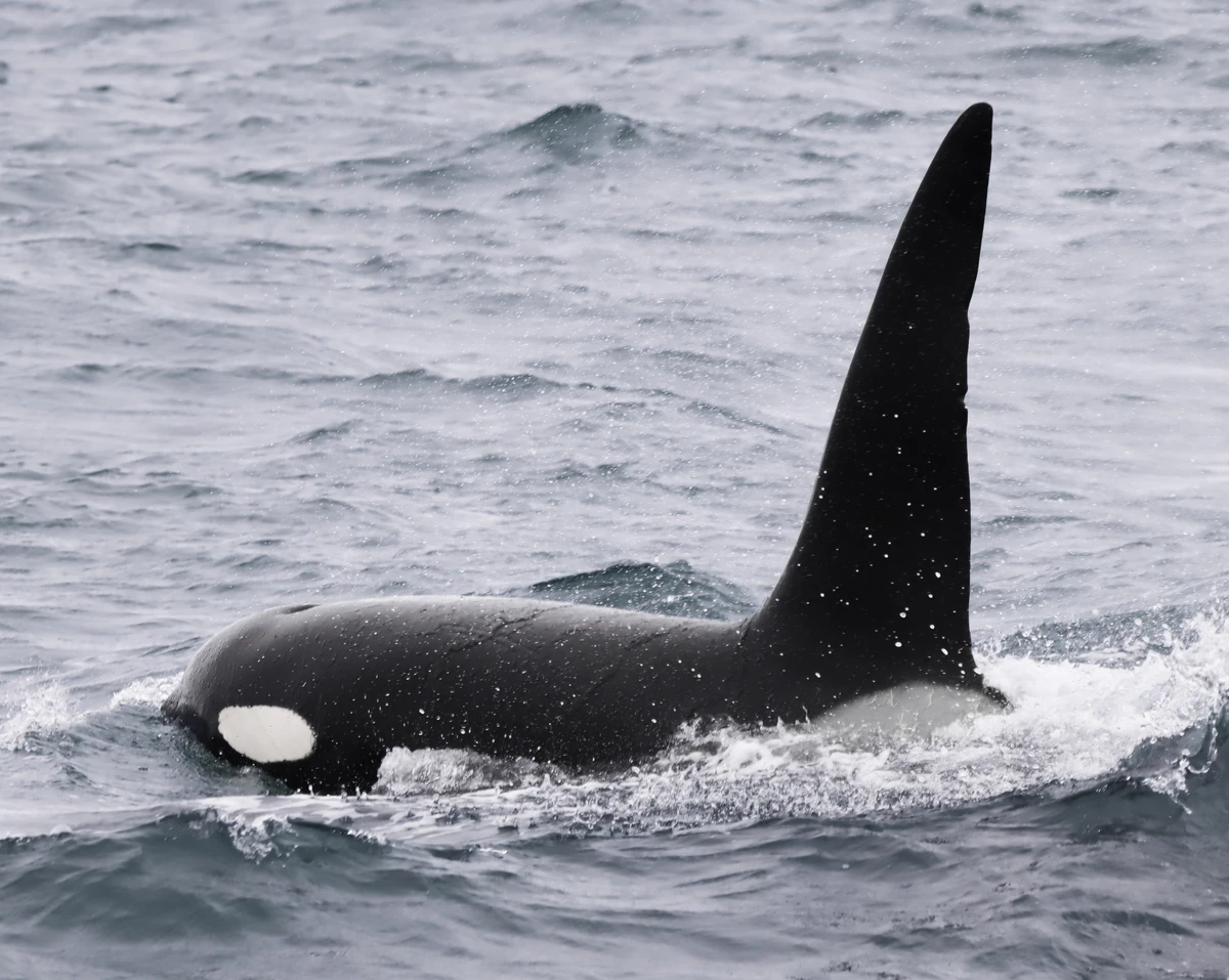 IS170-SN0288 Marís | Killer Whale Wiki | Fandom