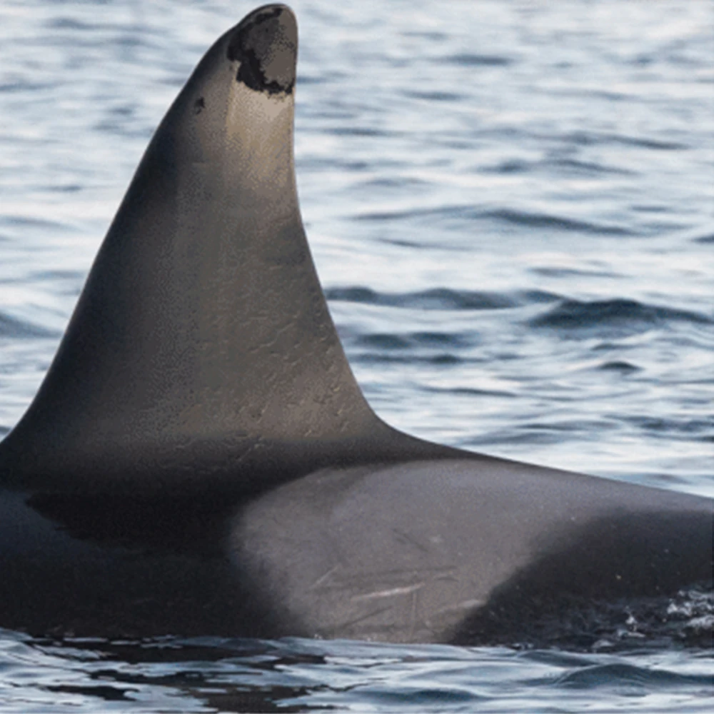 NKW-0449 | Killer Whale Wiki | Fandom