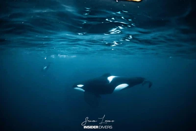 Photos of NKW-0063 Flappy | Killer Whale Wiki | Fandom