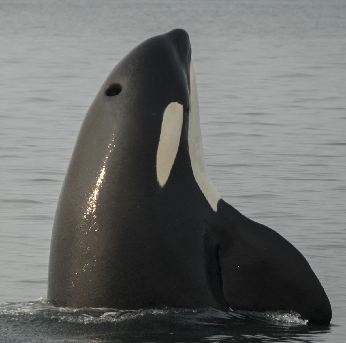 J16 Slick | Killer Whale Wiki | Fandom