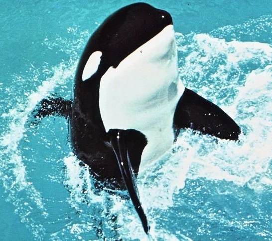 Photos of Ramu | Killer Whale Wiki | Fandom