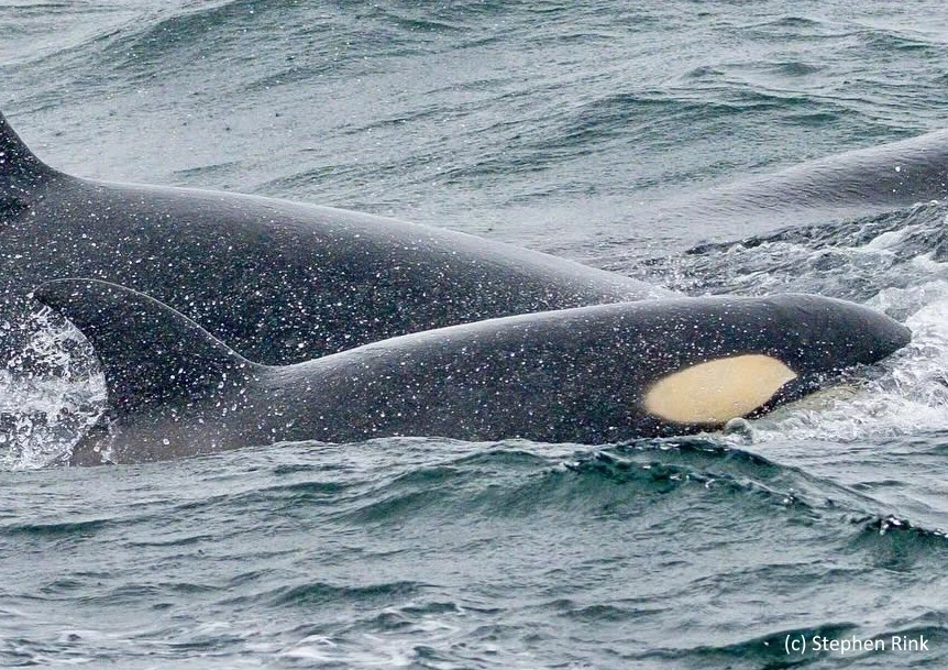 CA51A2A | Killer Whale Wiki | Fandom