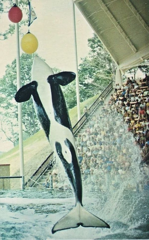 Photos of Kandu | Killer Whale Wiki | Fandom