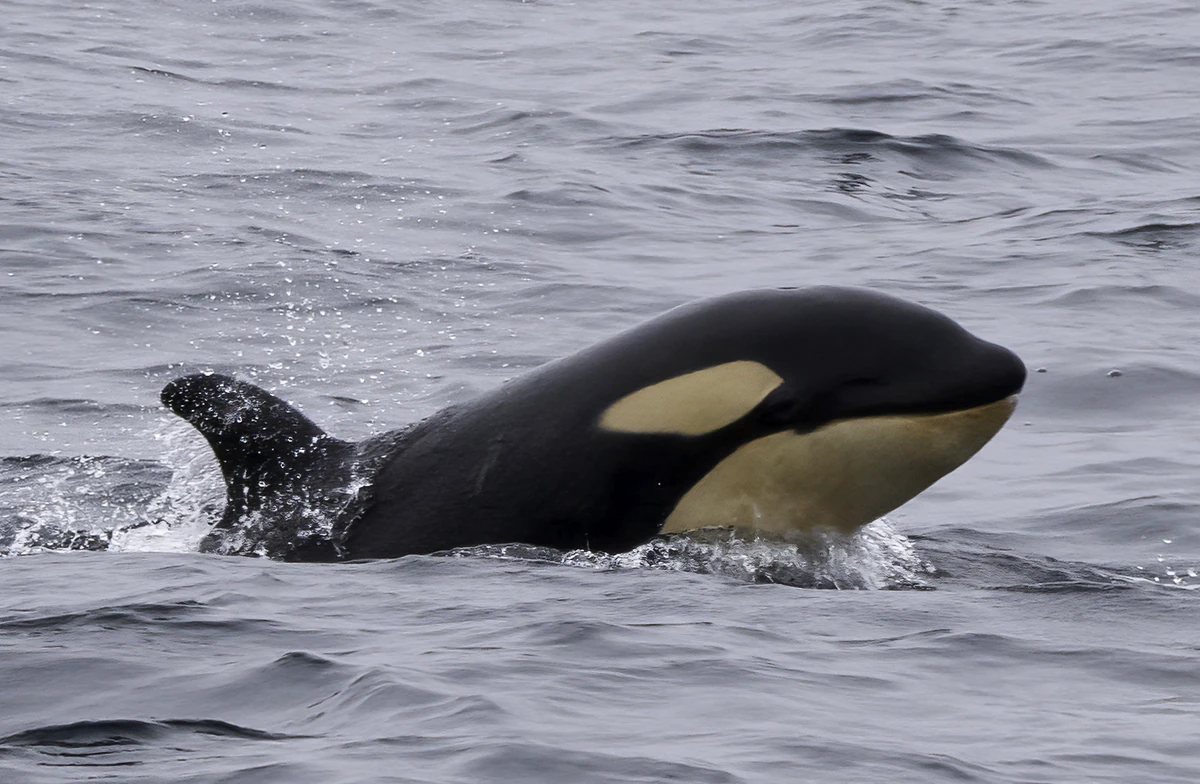 SN0707 Ace | Killer Whale Wiki | Fandom