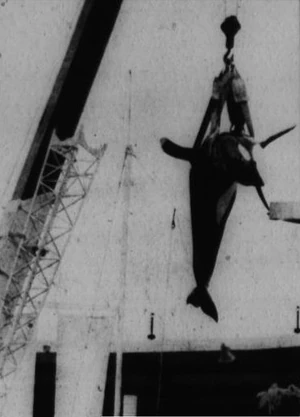 Photos of Hugo | Killer Whale Wiki | Fandom