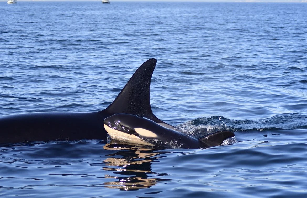 Southern Daily Echo Wikipedia