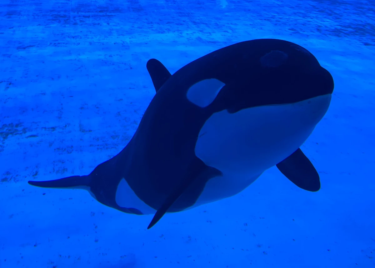 Katniss | Killer Whale Wiki | Fandom