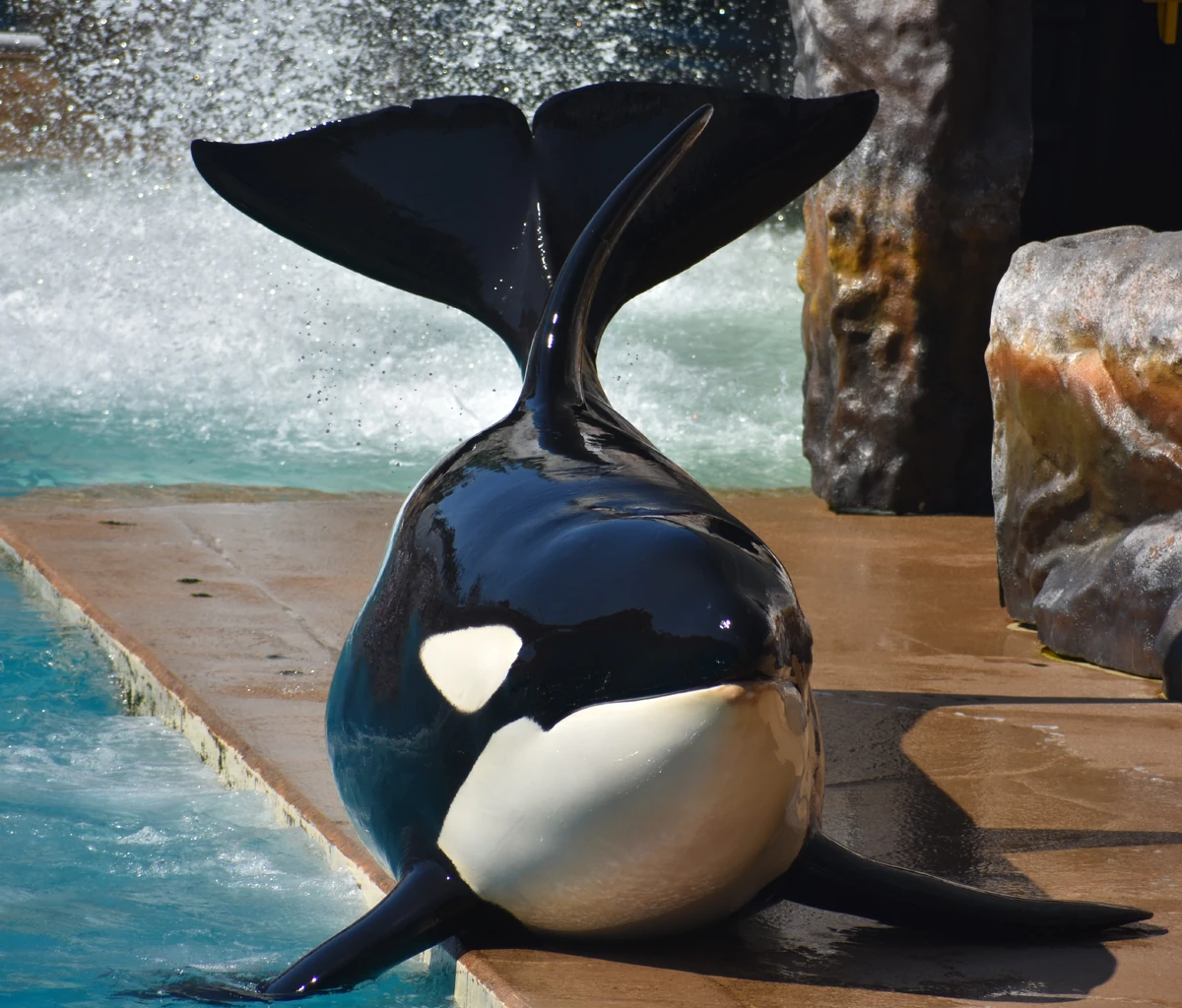 Makani | Killer Whale Wiki | Fandom