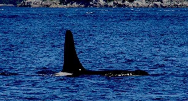Photos of A32 Cracroft | Killer Whale Wiki | Fandom