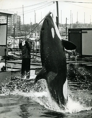 Photos of Haida | Killer Whale Wiki | Fandom