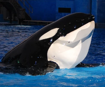 Kalina | Killer Whale Wiki | Fandom