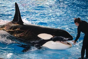 Photos of Takara | Killer Whale Wiki | Fandom