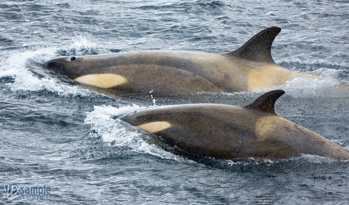 Gerlache Killer Whales | Killer Whale Wiki | Fandom