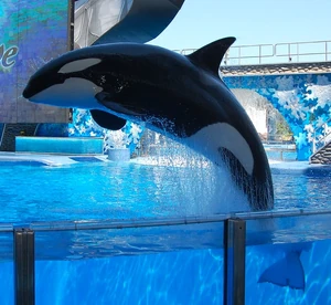Photos of Taima | Killer Whale Wiki | Fandom