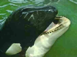 Photos of Hugo | Killer Whale Wiki | Fandom