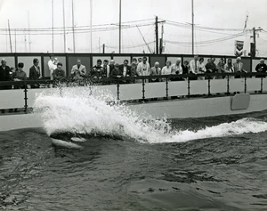 Photos of Haida | Killer Whale Wiki | Fandom