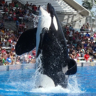 Photos of Tilikum | Killer Whale Wiki | Fandom