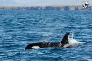 Photos of SN105 Aurora | Killer Whale Wiki | Fandom