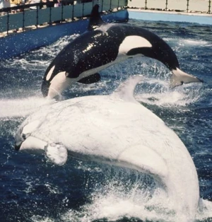 Photos of Haida | Killer Whale Wiki | Fandom