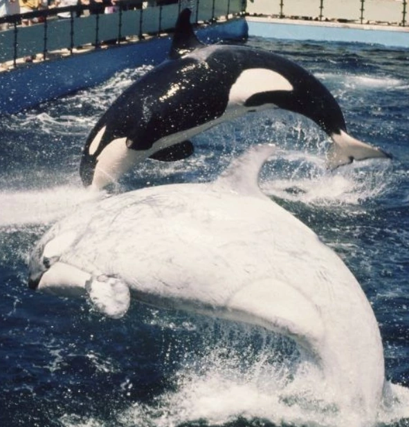 Photos of Haida | Killer Whale Wiki | Fandom