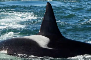 Photos of PTN-001 Mel | Killer Whale Wiki | Fandom