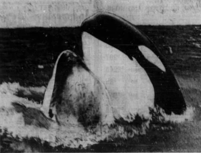 Photos of Chimo | Killer Whale Wiki | Fandom